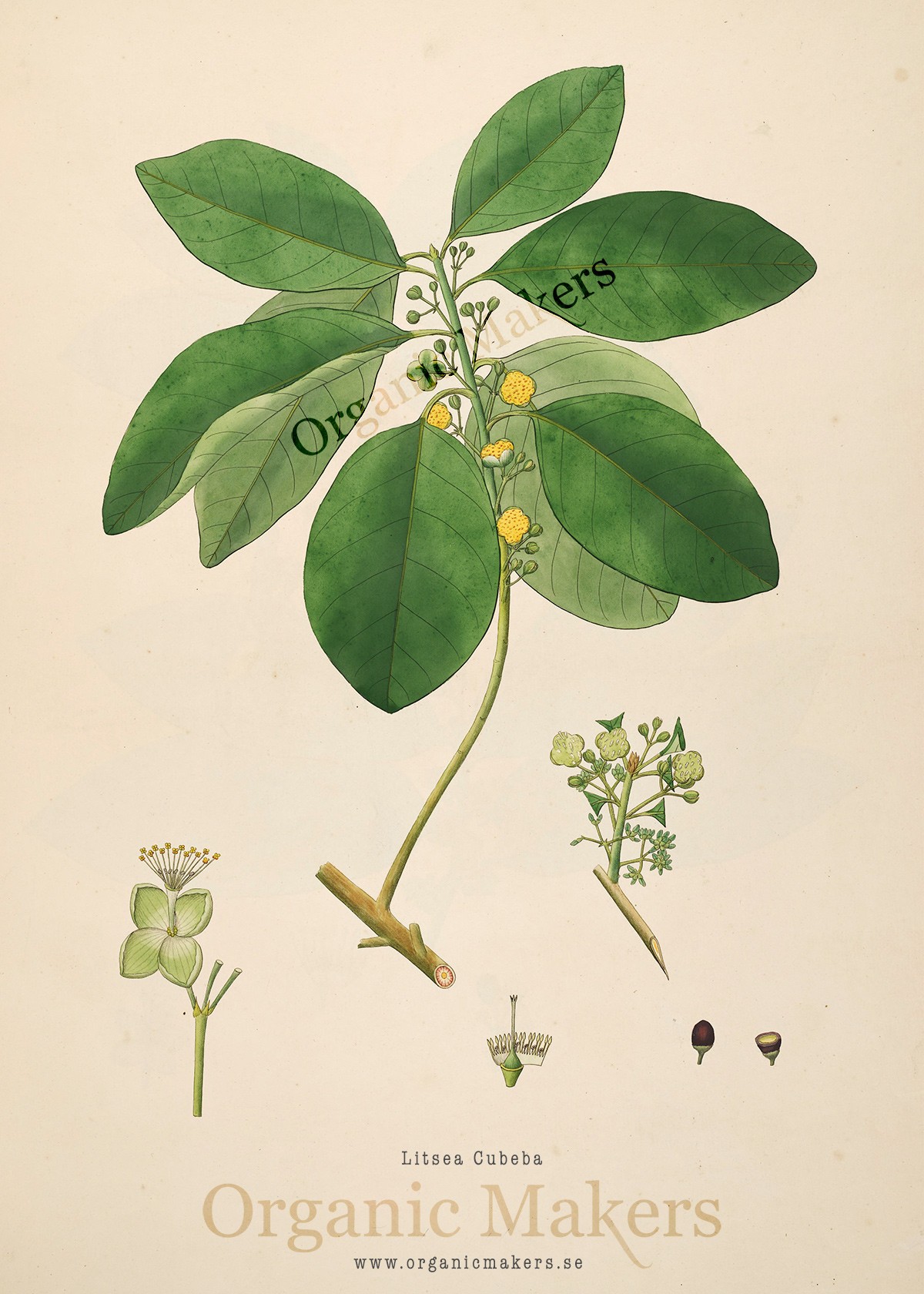 Eterisk olja May Chang - Ekologisk Litsea Cubeba-olja